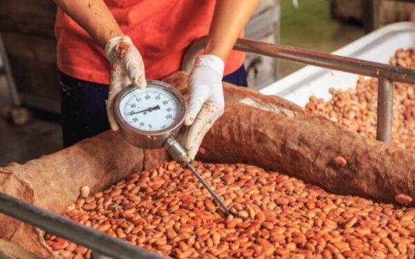 Mastering Cocoa Bean Fermentation Techniques | Duyvis Wiener Insights